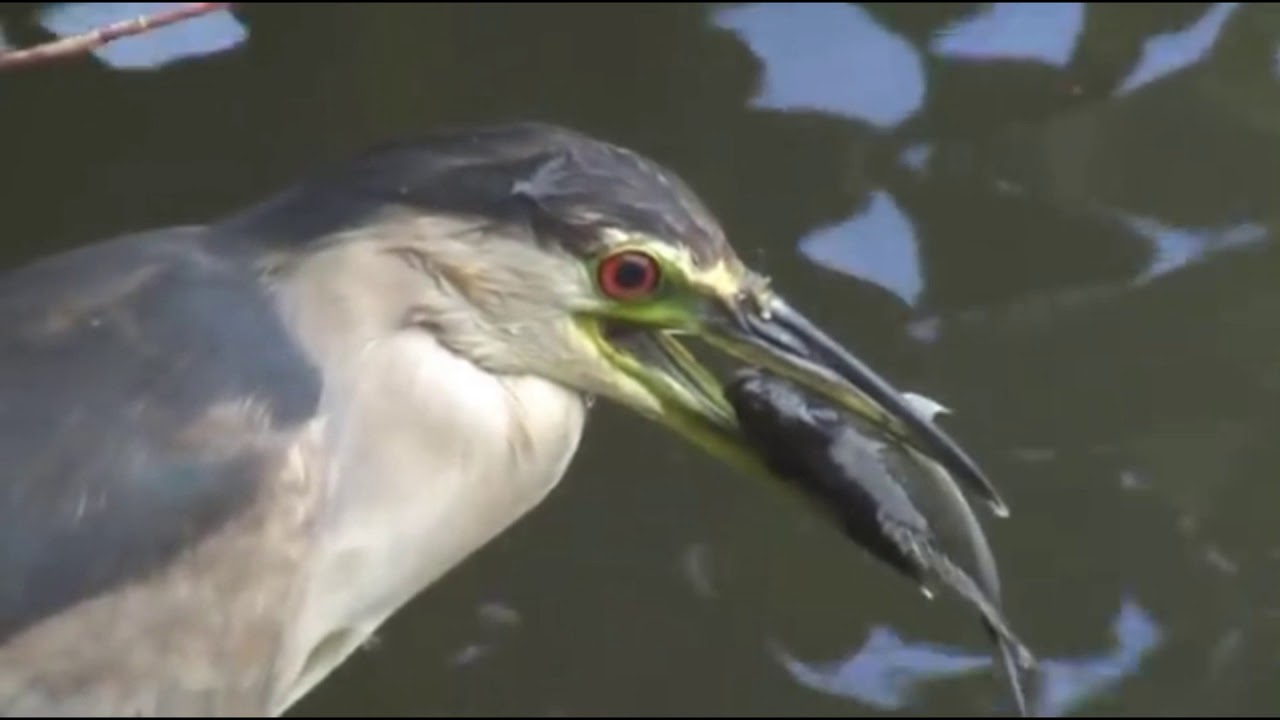 Las aves inteligentes pueden usar cebo para atrapar peces. - YouTube