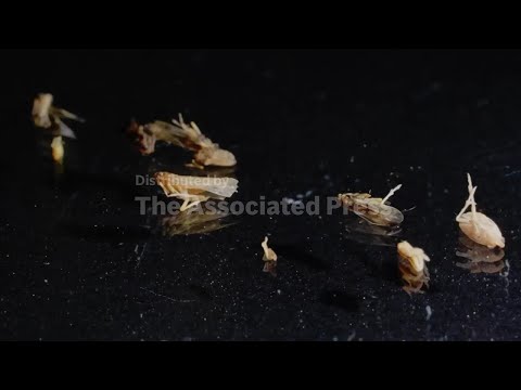 Researchers hunt for invasive insect in Louisiana rice fields