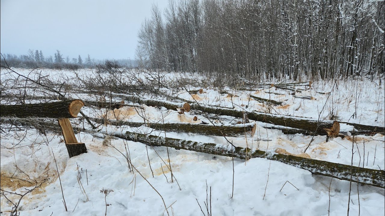 Edge-Feathering for Security/Improved Deer Bedding - YouTube