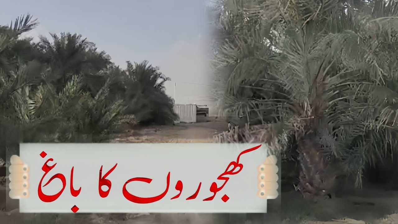 Dates farming in soudi Arabia|palm farming|khjoron ka bagh|ajwa khajur ...