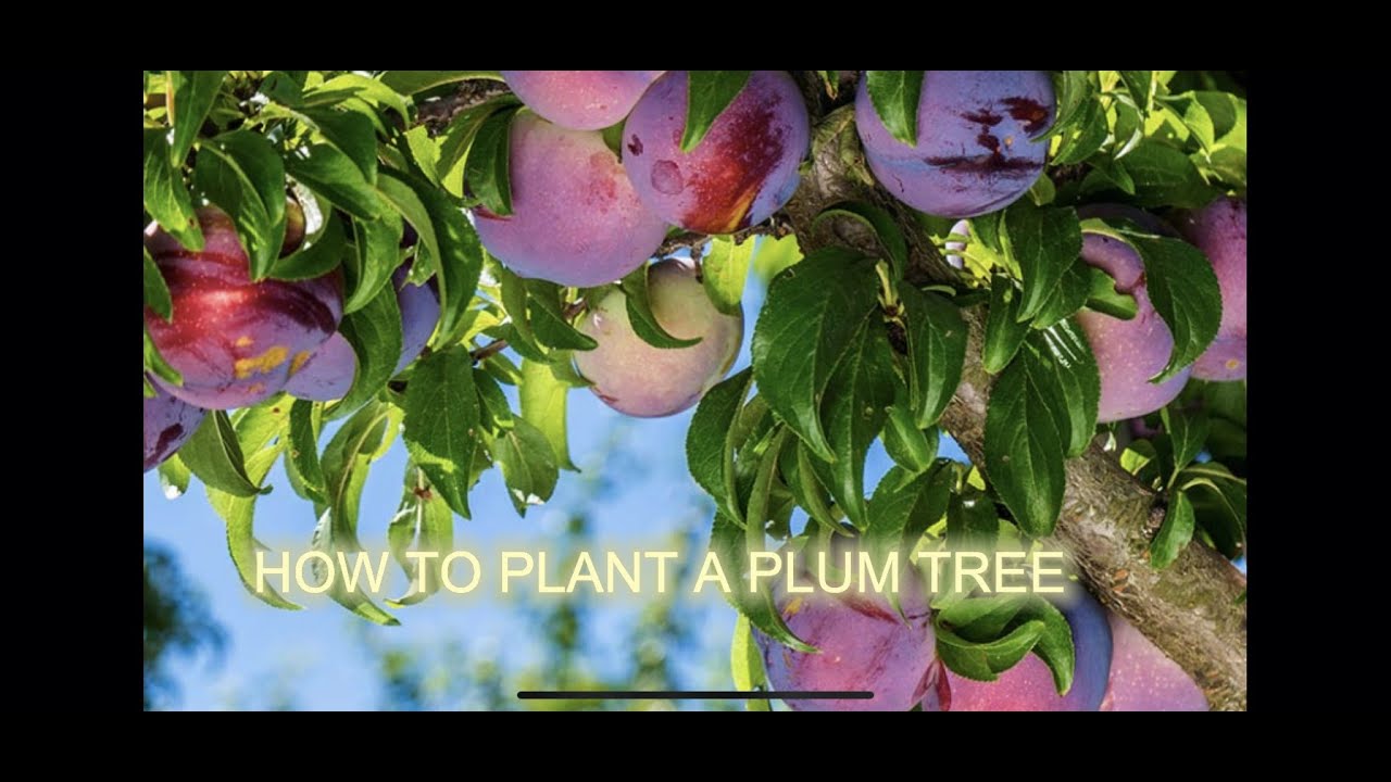Planting our Methley Plum tree - YouTube