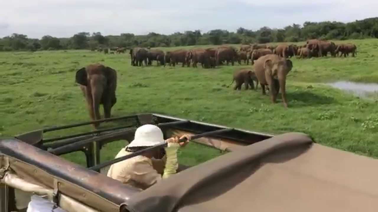 Elefant-Attack at Safari (Sri Lanka) - YouTube