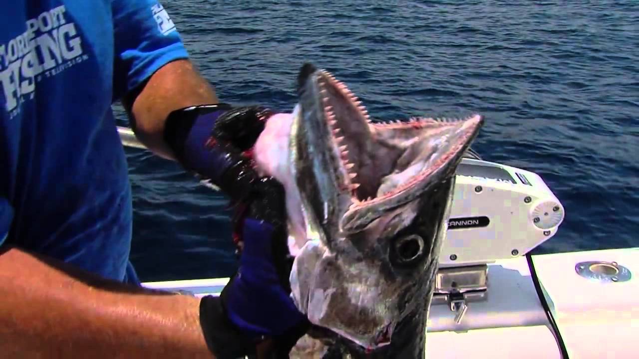 Shark Chum Bunker Chum Menhaden Oil at Ocean State Tackle 5am - 9pm ...