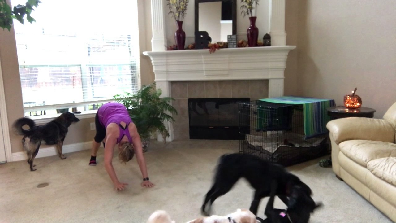 Bear Walk With Puppies (GMB Elements Day 2) - YouTube