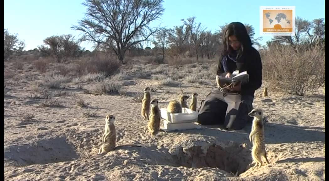 Meerkat Project; site visit - Kalahari, South Africa - YouTube