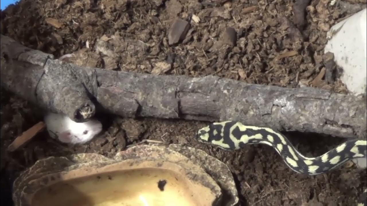 Carpet Pythons (Live feeding) - YouTube