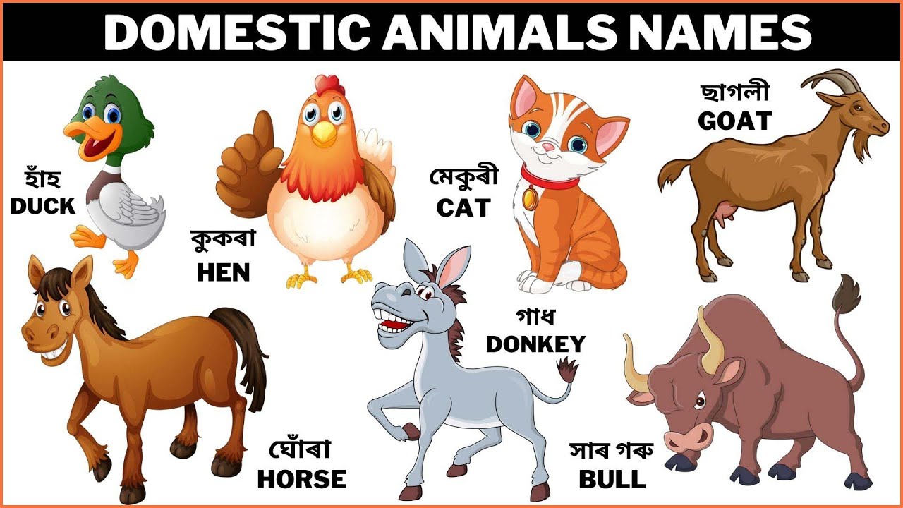 Domestic Animals Name || Domestic Animals Name in English And Assamese ...