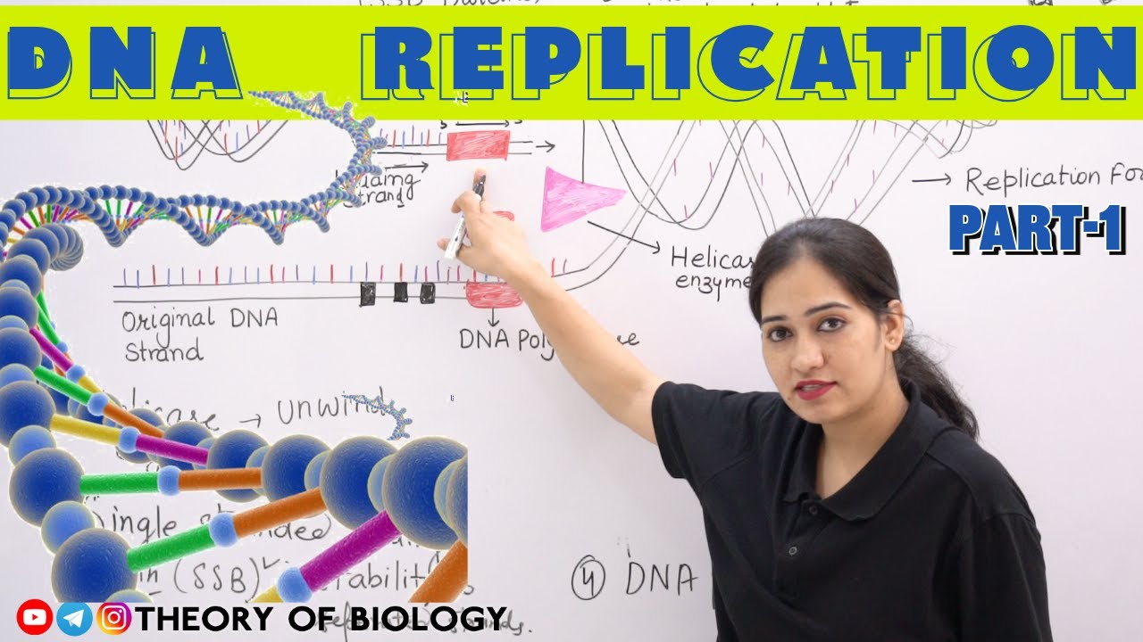 DNA Replication Process Part-1|Molecular basis of inheritance| genetics ...