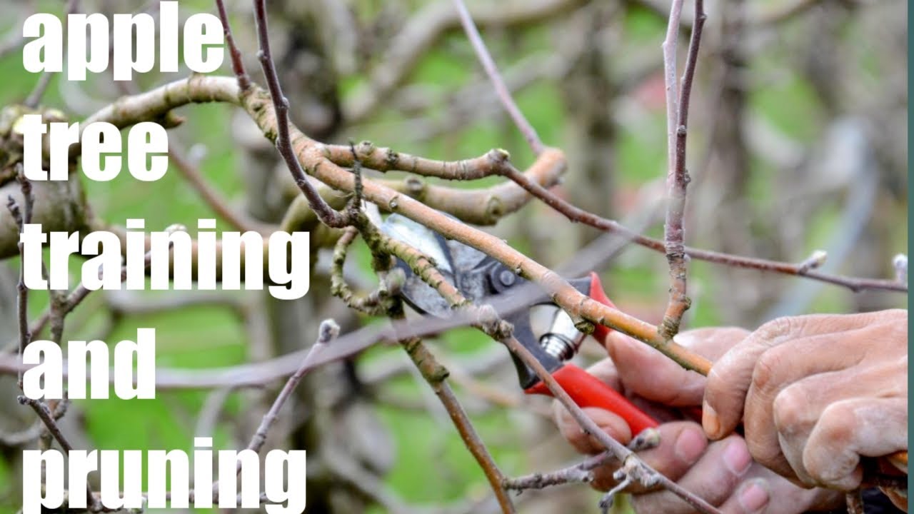 Apple tree training and Pruning||D.r j.s chandel ||sharontha - YouTube