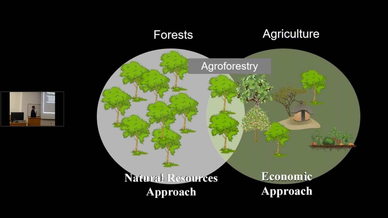 Agroforestry: A High-yielding, Environmentally Friendly Alternative for ...