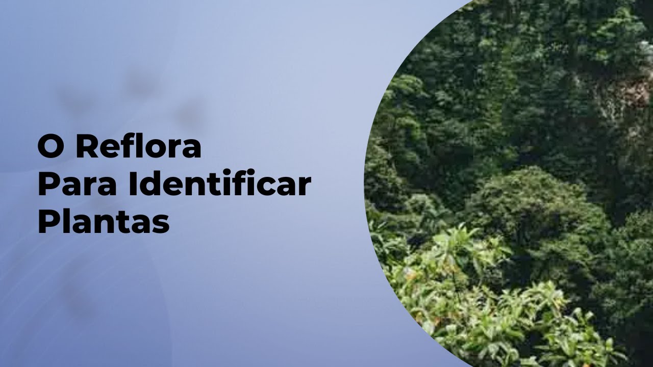 COMO USAR O REFLORA PARA IDENTIFICAR PLANTAS? - YouTube