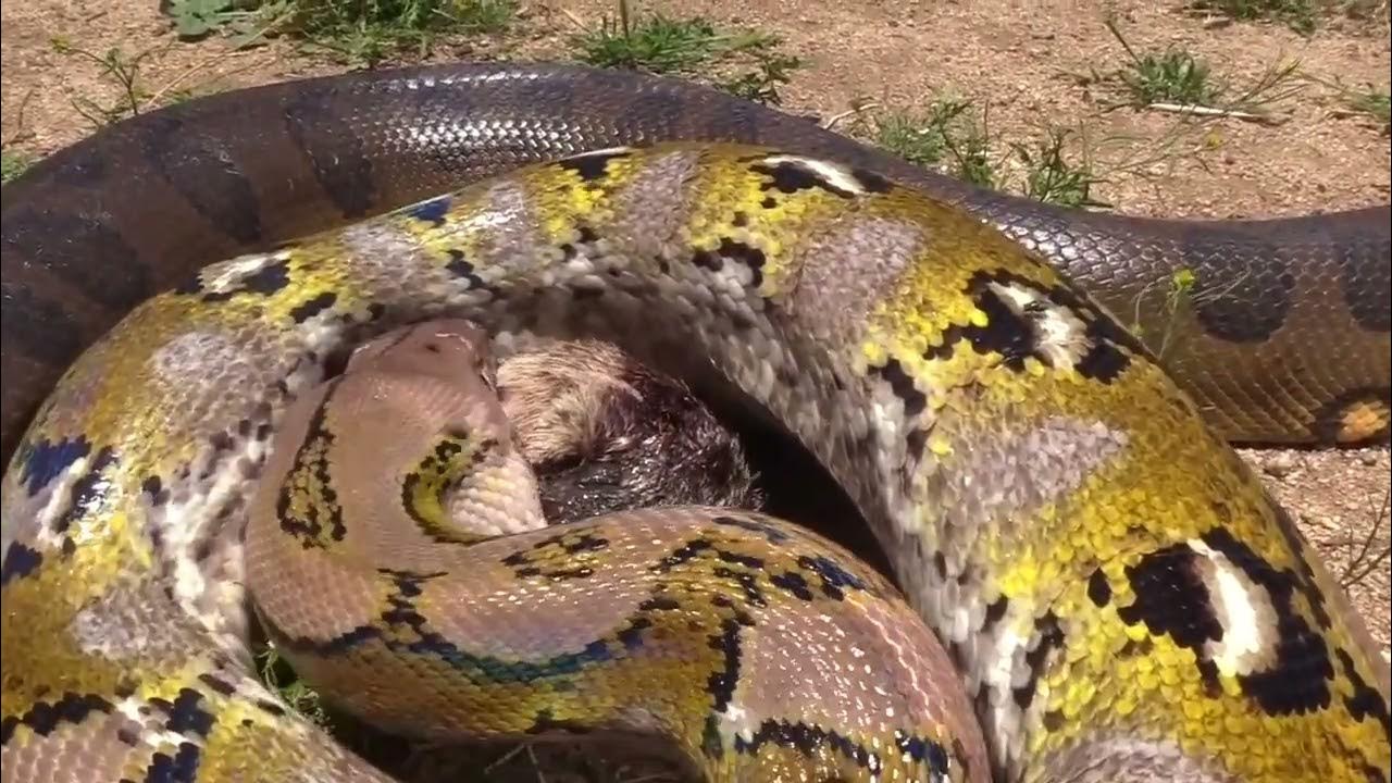 Giant anaconda and massive Python fight for their favorite snack - YouTube