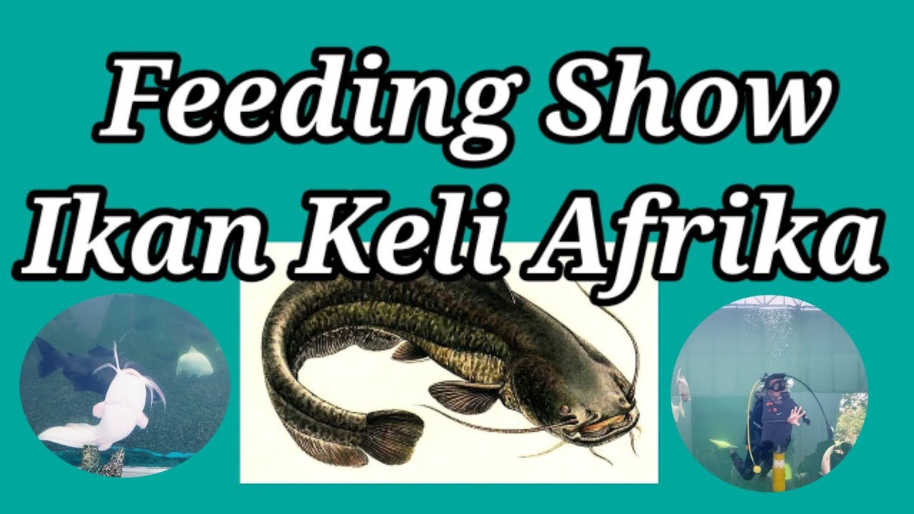 fish feeding show || Ikan keli Afrika - YouTube