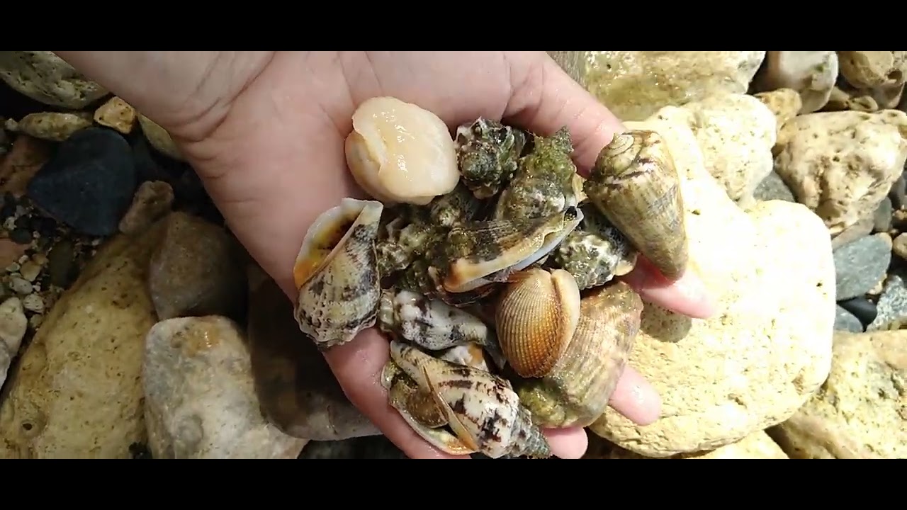 sea shell - YouTube