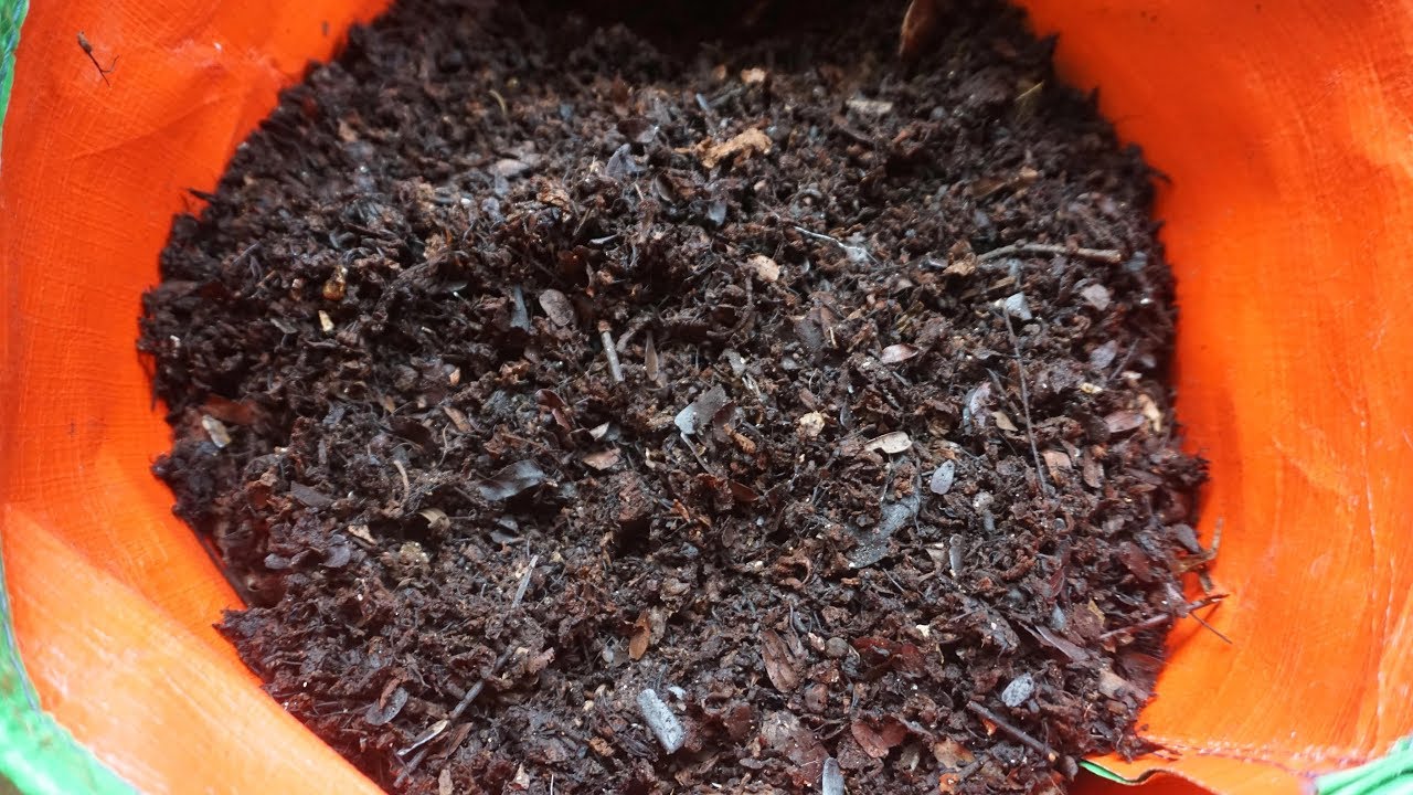 Composting Flowers | How we use them in our balcony garden - YouTube