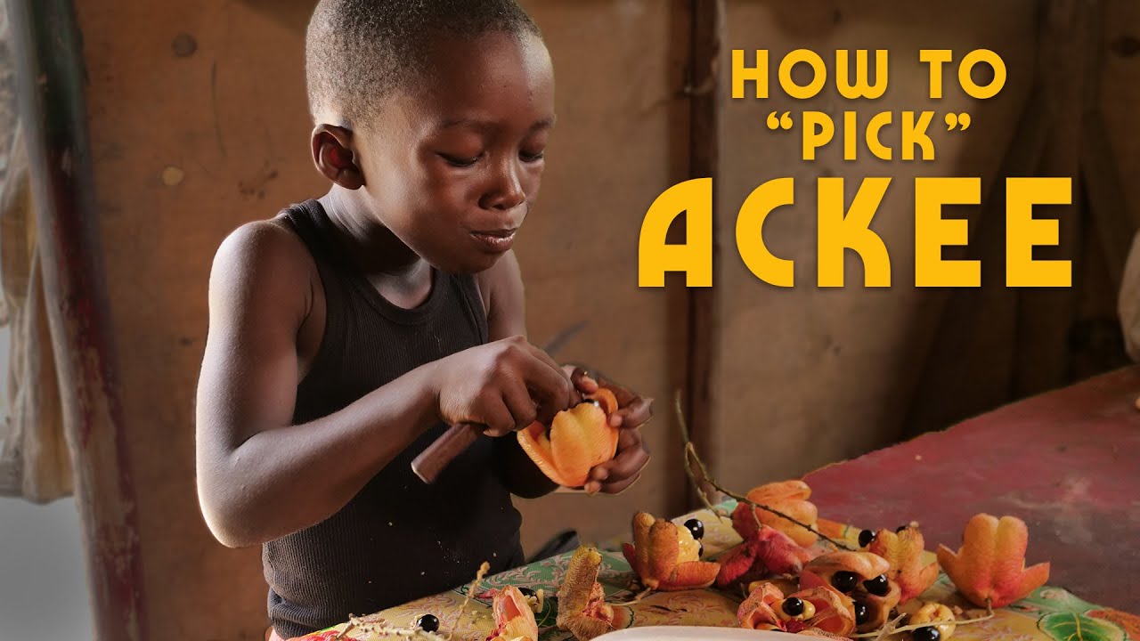How to "Pick" Ackee (clean & prepare) with Ratty & Mokko! - YouTube