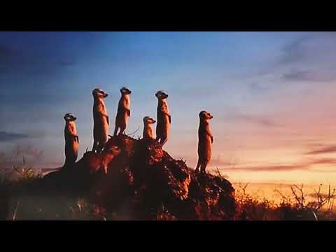 The Lion King 👑 [2019] - Meerkat screen time 
