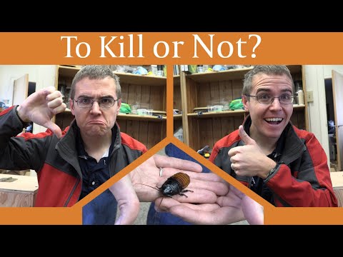 Why Do Scientists Kill Insects