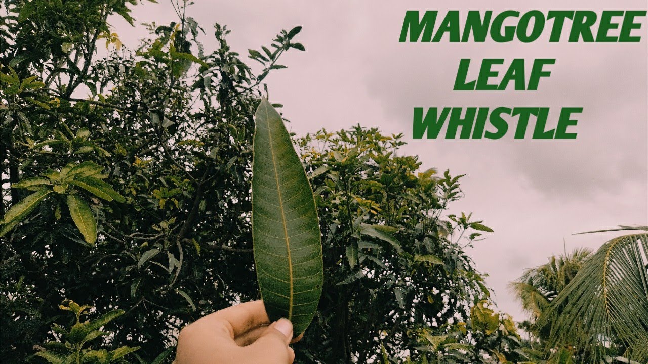 HOW TO MAKE A MANGOTREE LEAF WHISTLE - YouTube