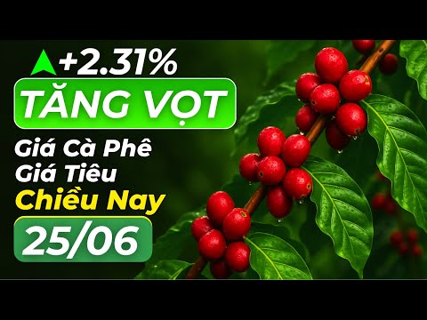 Giá cà phê chiều nay mở phiên TĂNG MẠNH! Liệu giá cà phê có giữ được mức TĂNG tới cuối phiên?