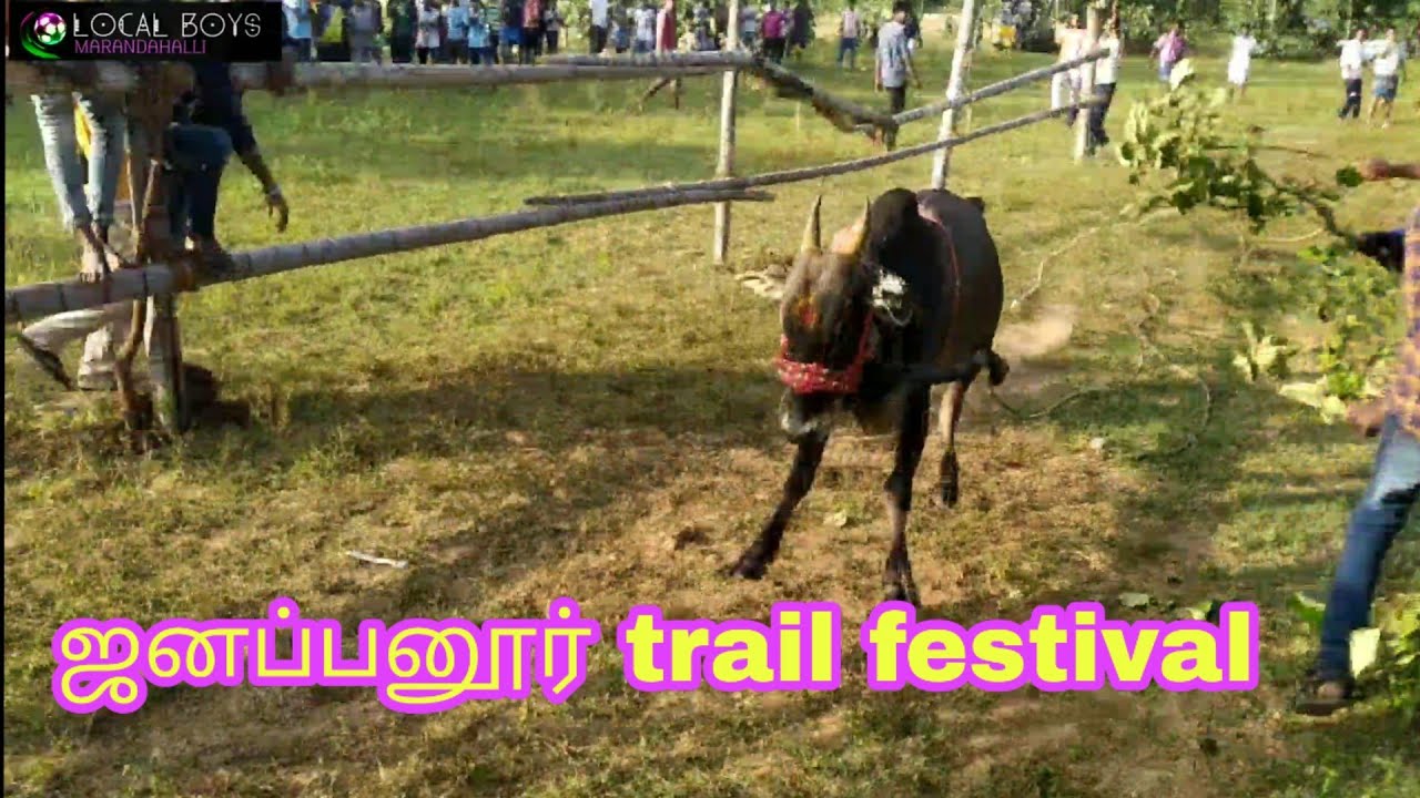 "ஜனப்பனூர் Bull" - TRIAL BULLS FESTIVAL - YouTube