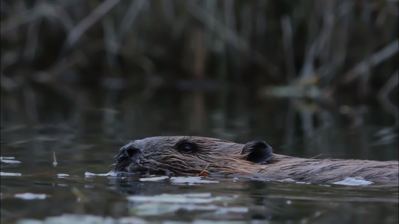 Beaver Camera Trap Footage - YouTube