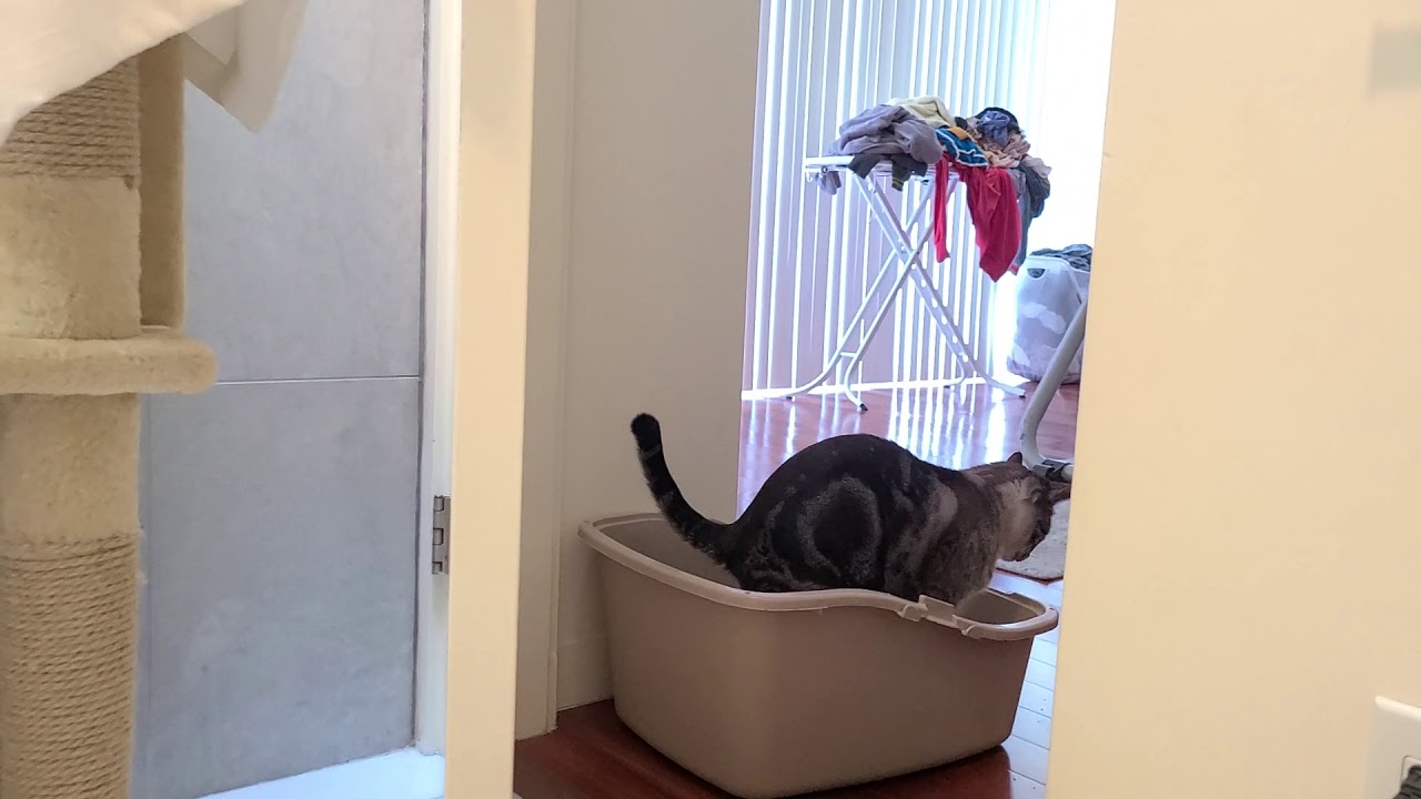 Cat Prefers Large Litterbox Over Auto For Shitting 💩Cleaning Shit After ...