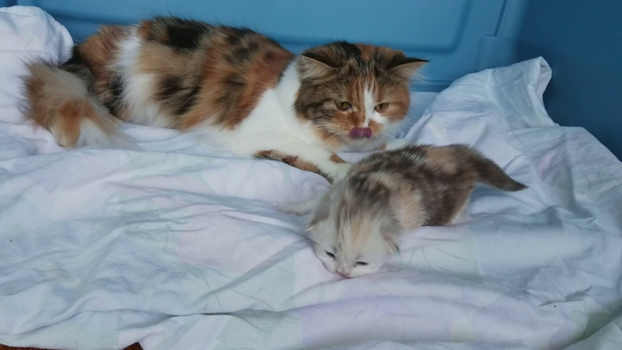 Singleton RagaMuffin Kitten from Kaerik RagaMuffins - YouTube