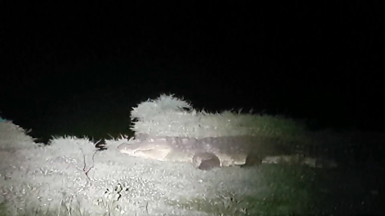 Night crocodile spotting | Leopard Trails - YouTube