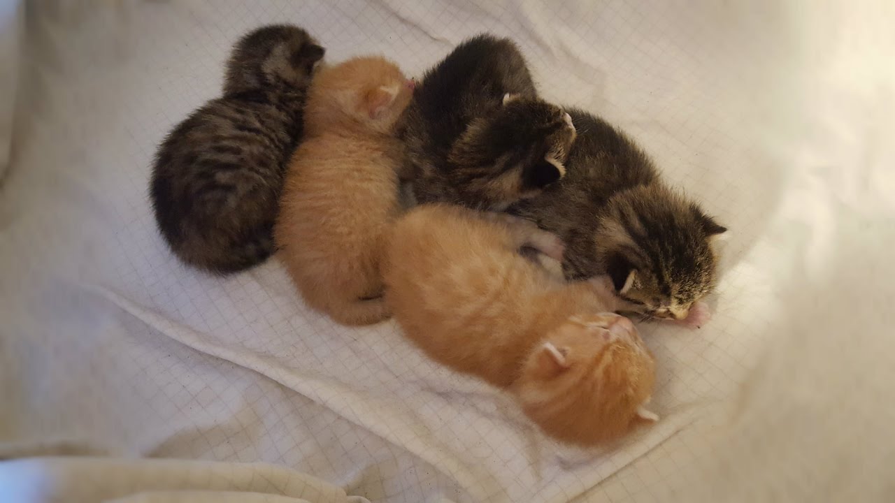 Clara's BTTF Kittens - Kitten Cam Live Stream (From Alley to Attic ...