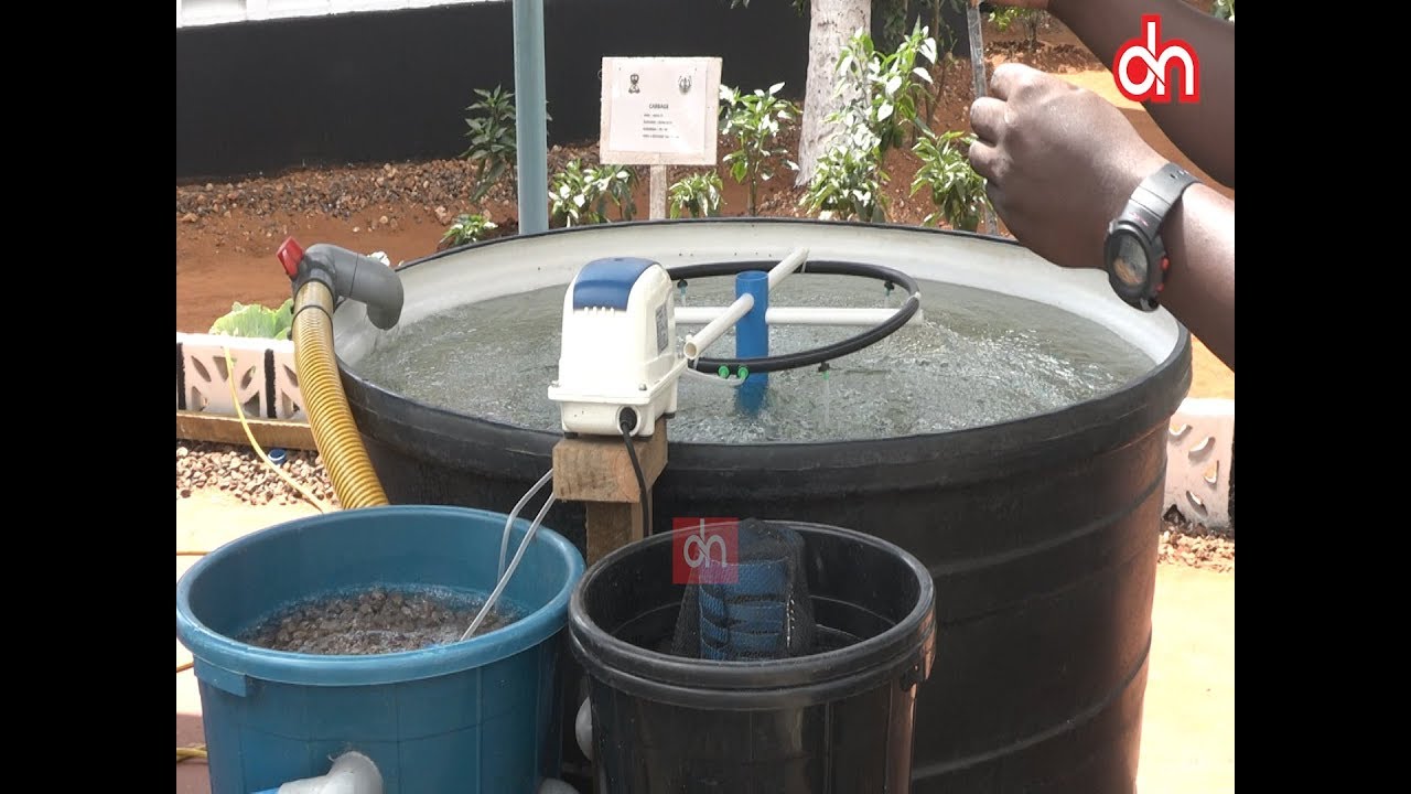 Jifunze Ufugaji wa kisasa wa samaki - YouTube