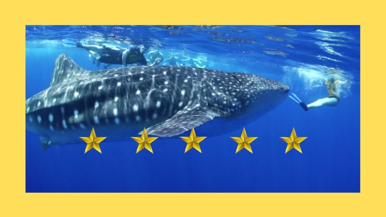 Whale Shark Adventures Diani Beach Kenya - YouTube