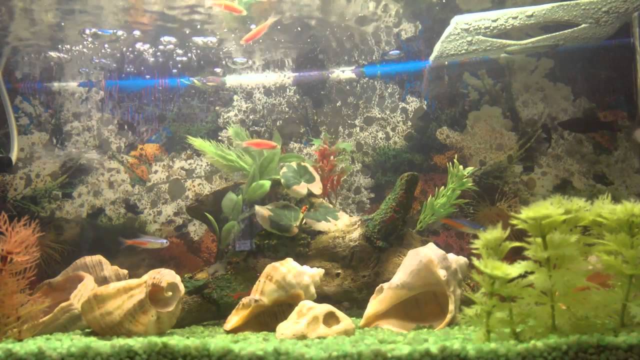 Six Minute Break - Relaxing Fish Tank - YouTube