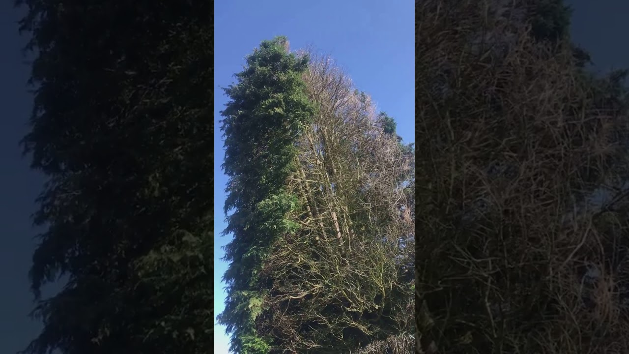 5G MICROWAVE RADIATION KILLS TREES 2 - Trees and hedges DECIMATED next ...