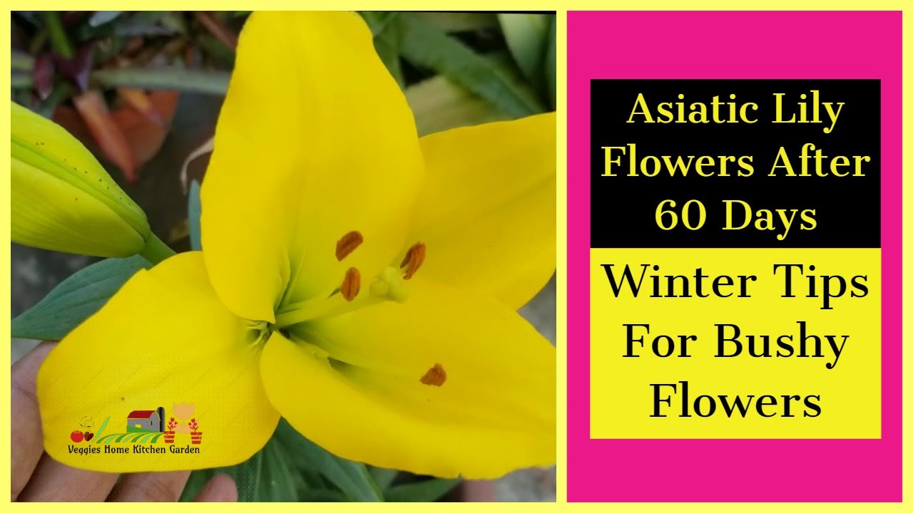 Asiatic Lily Flowers Blooms after 60 days | Liliums Cut Flowers of ...