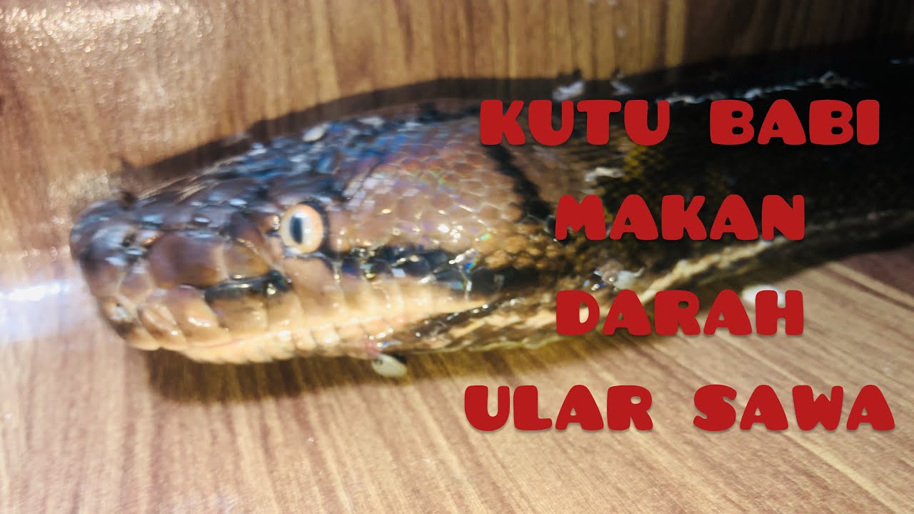 kutu babi makan darah ular sawa. - YouTube