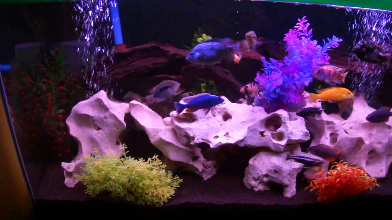 my african cichlids on black sand - YouTube