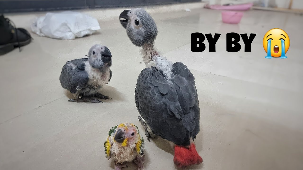 Bird Ka Baccha Chala Gaya😭 - YouTube