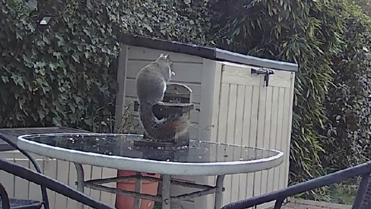 Squirrel Spy Live Stream - Squirrels and Snow ! - YouTube