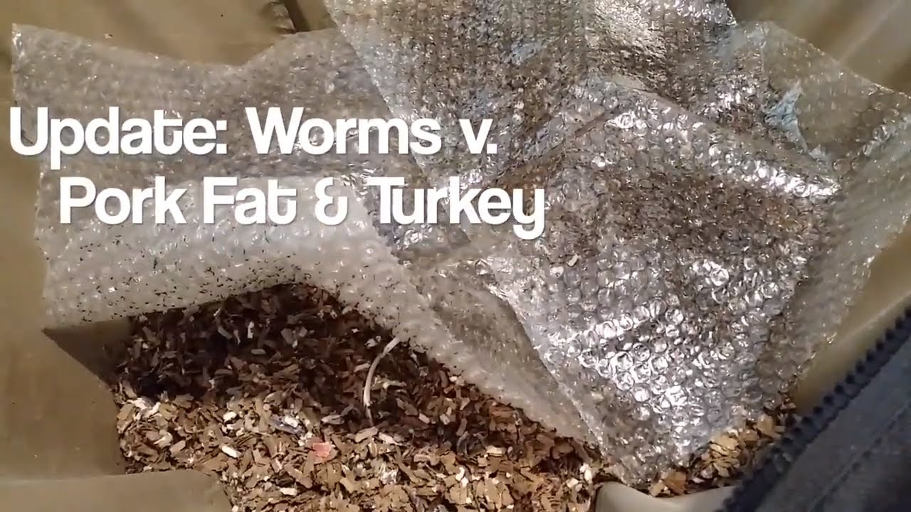 Update: Blue Worms v. Pork Fat & Turkey - Perionyx Excavatus - Urban ...