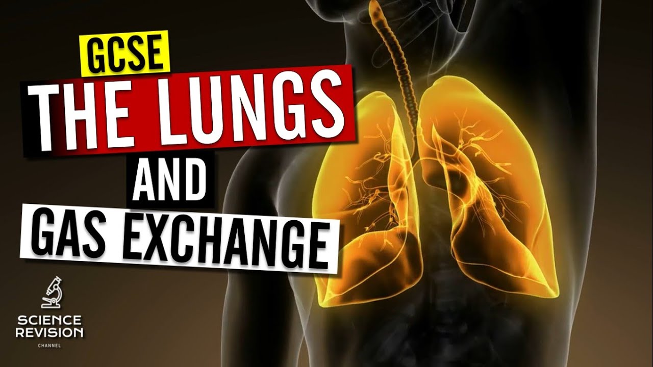 GCSE Science Biology (9-1) - The Lungs and Gas Exchange - YouTube