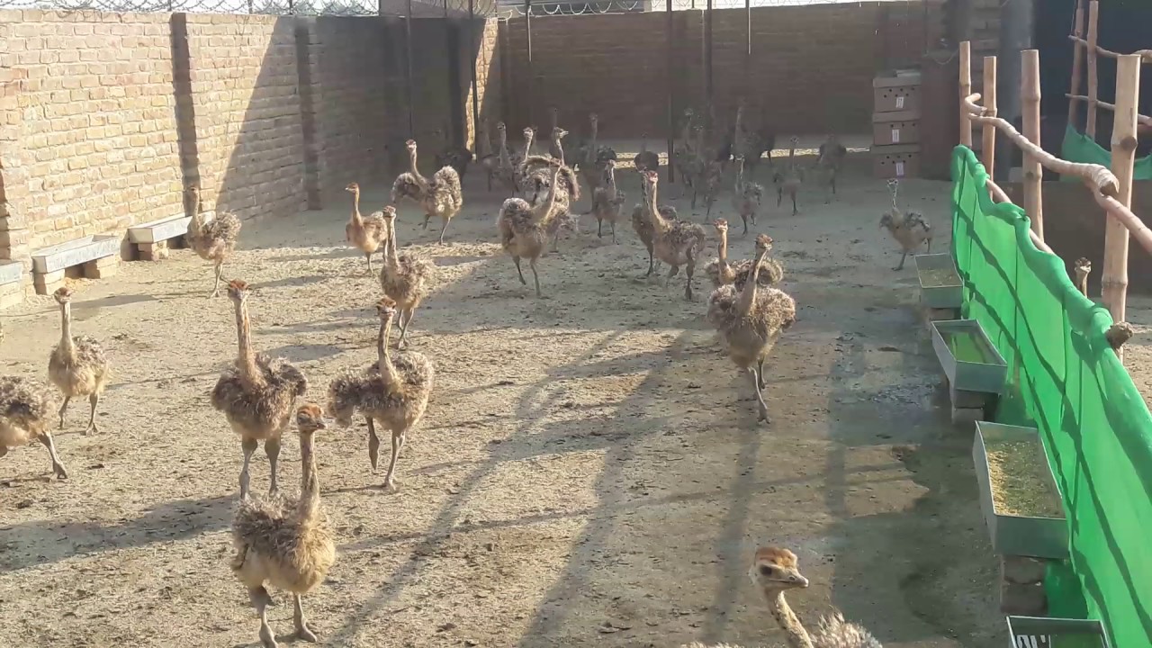 Ostrich Farming Pakistan - YouTube