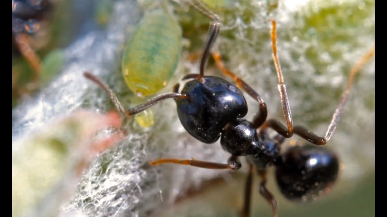 Ants - Canon 60/2.8 Macro Lens (1080p) - YouTube