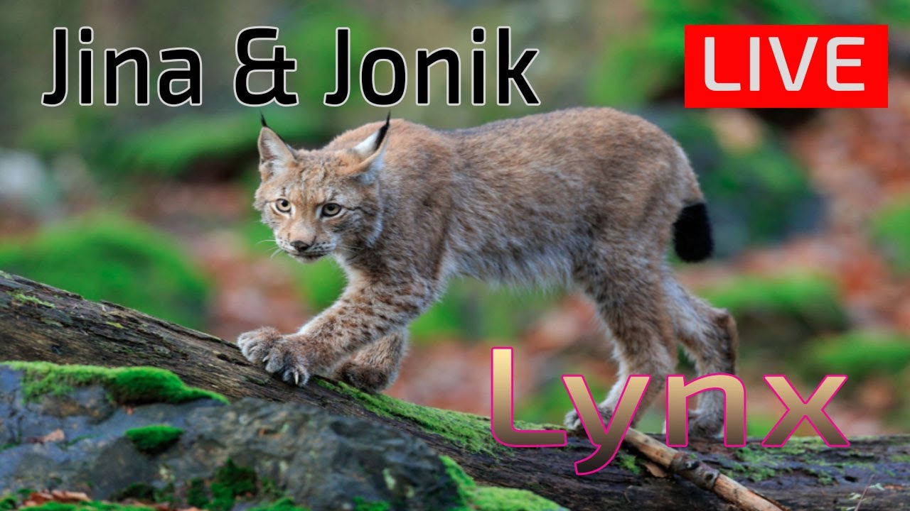 Lynx Jina & Jonik. Live camera. Animal cameras live. #BABY STAR - YouTube