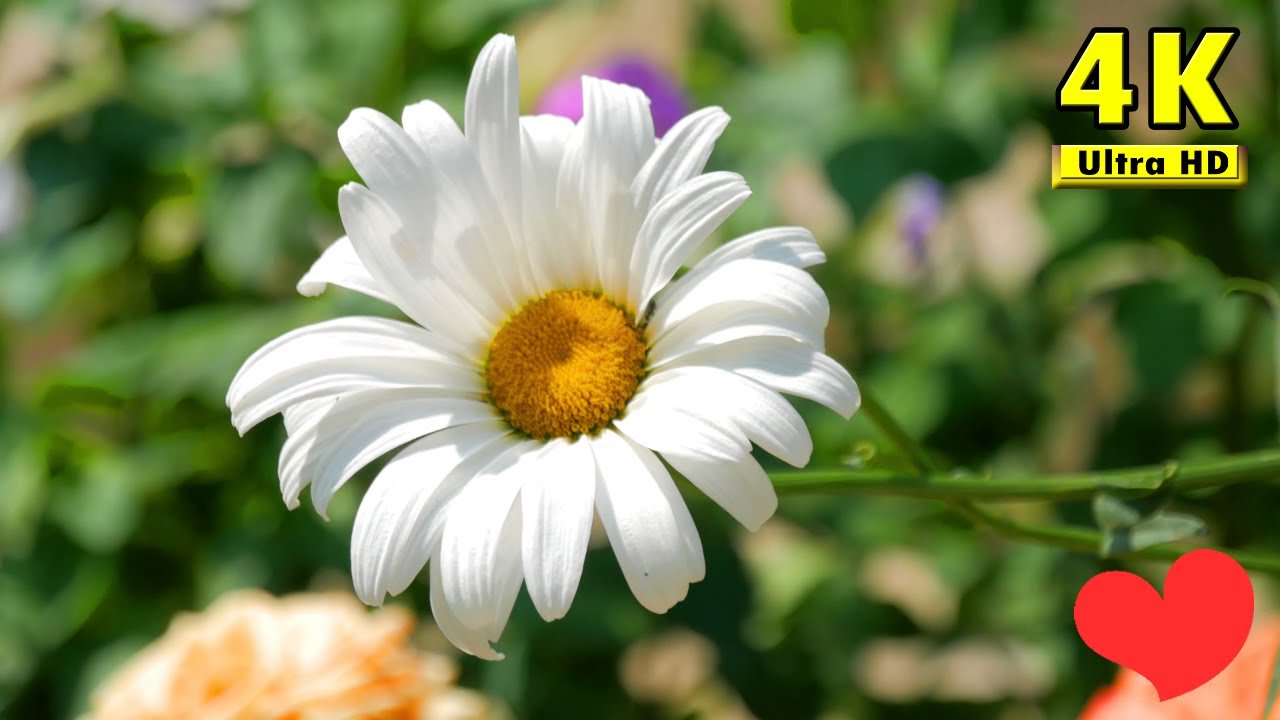 Flowers 4K Scenery video with Calming Music - Nature Relaxation 60fps ...