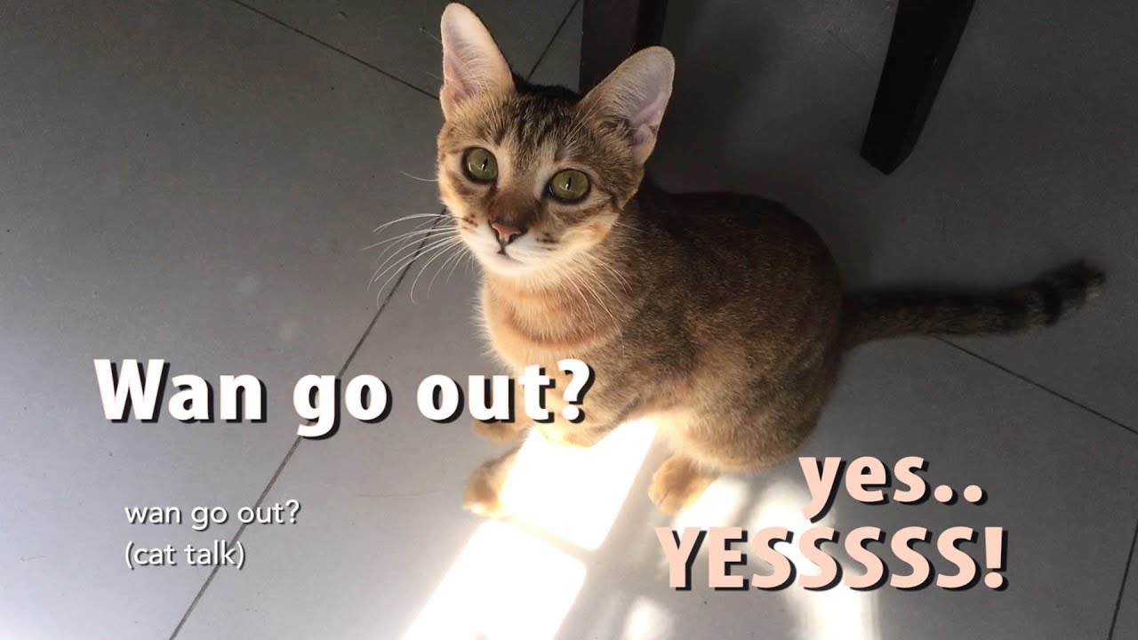 Cat talking and asks permission to go out - YouTube