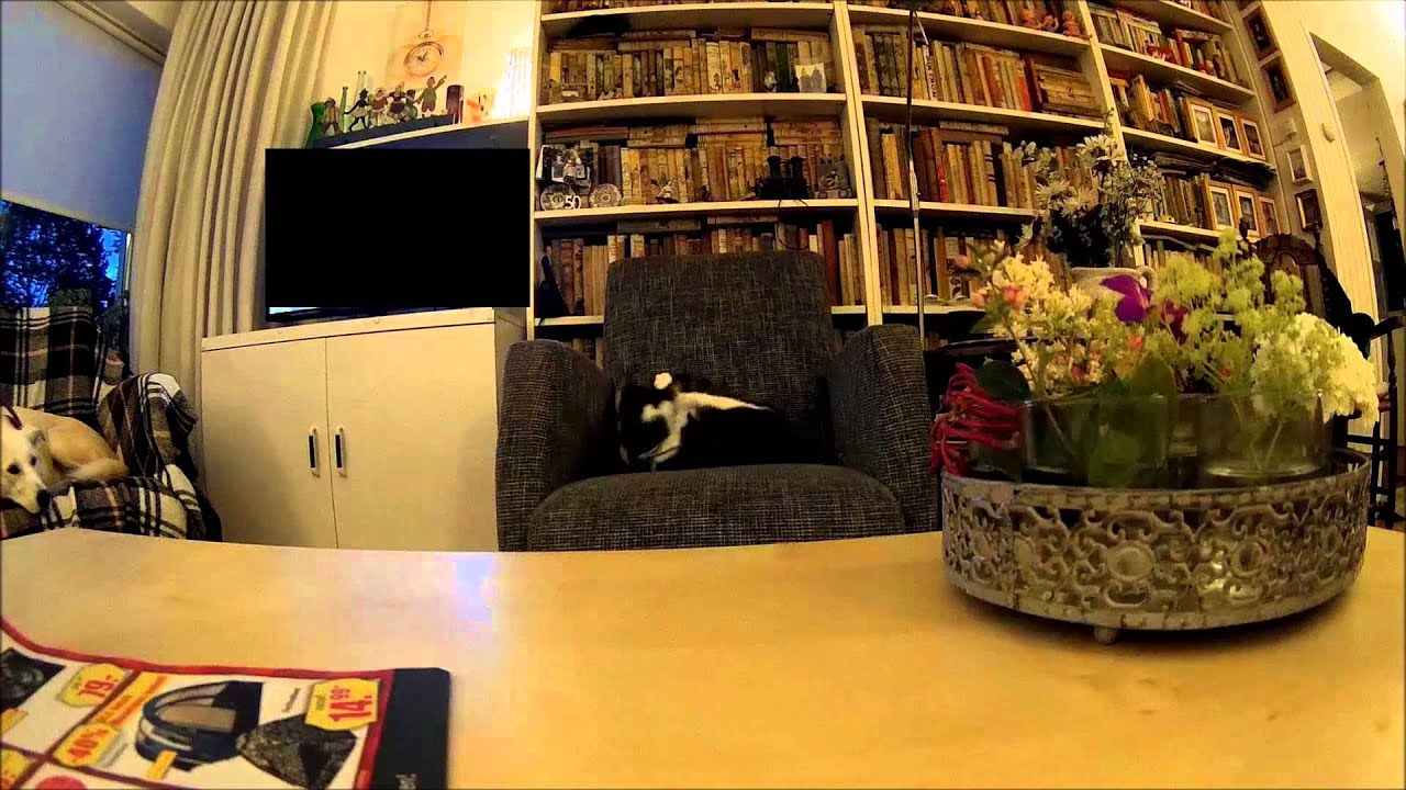 Kat Boogie achter staart aan - YouTube