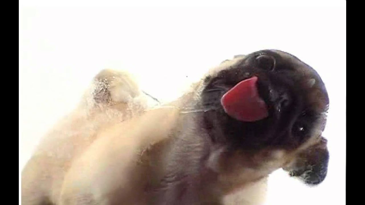 Pug Licking Screen - YouTube