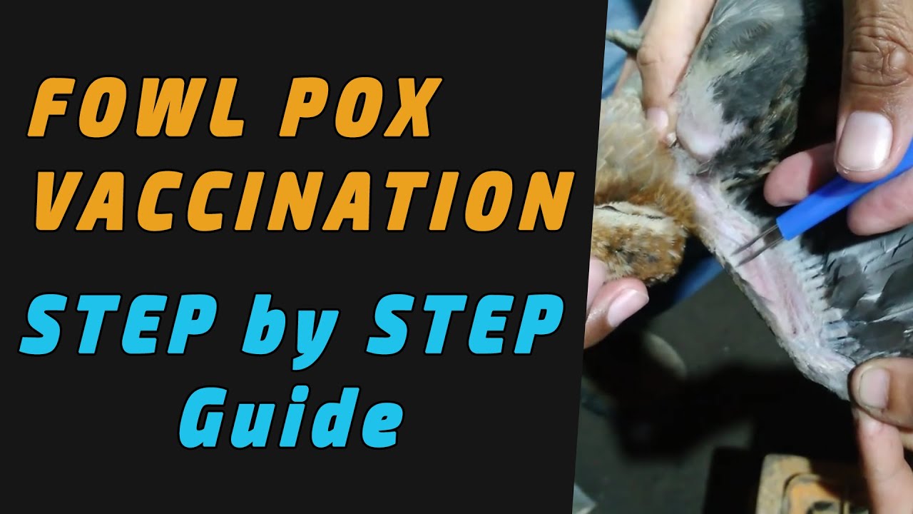 Fowl Pox Vaccination - STEP by STEP Guide for beginners - YouTube