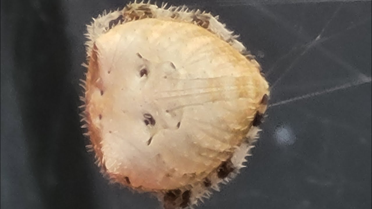 giant unknown spider..#spiderman #alberta #canada #spiders - YouTube